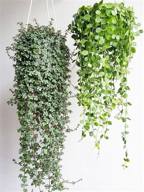 Quais Tipos De Plantas Mais Sobrevivem Dentro De Casa Artofit