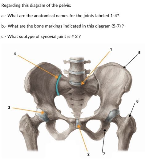 Solved Regarding This Diagram Of The Pelvis A What Are