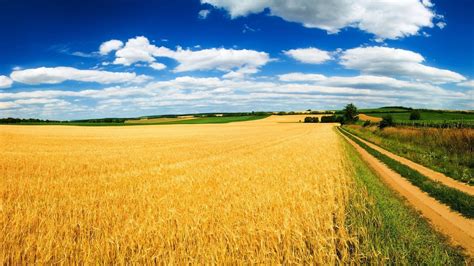 Top 999 Wheat Field Wallpaper Full Hd 4k Free To Use