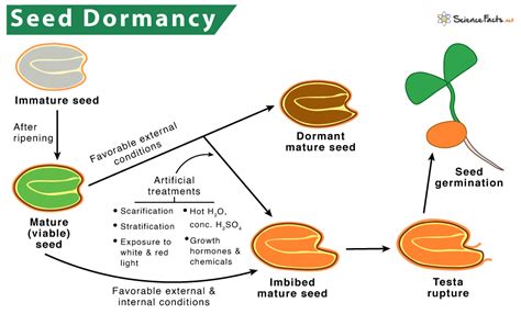 Seed Dormancy Definition Meaning Causes Types And Importance