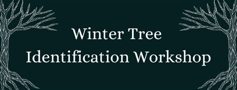 Winter Tree Identification Workshop The Clifton Institute