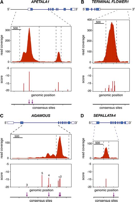 Examples Of Lfy Bound Regions Identified By Chip Seq Noncoding And