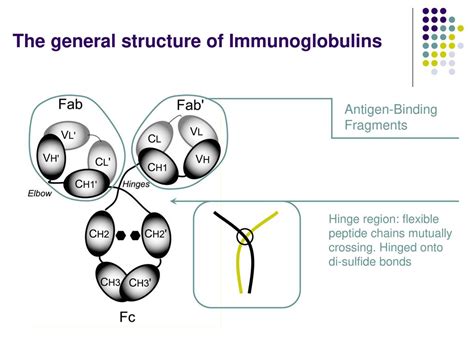 Freezing Immunoglobulins To See Them Move Ppt Download