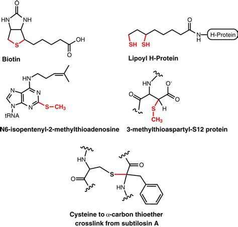 Thioether Amino Acid