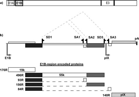 The Adenovirus Genome And E1b Cassette A The Full Length Genome With