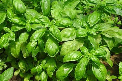 Orezivanjem Bosiljka Do Obilja Listova Agrosmart Orezivanjem Bosiljka Do Obilja Listova Agrosmart