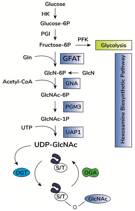 O Glcnacylation In Renal Pathophysiology Encyclopedia Mdpi