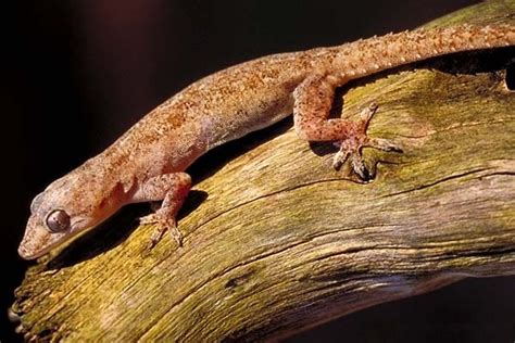 House Gecko Facts Habitat Diet Life Cycle Pictures And More