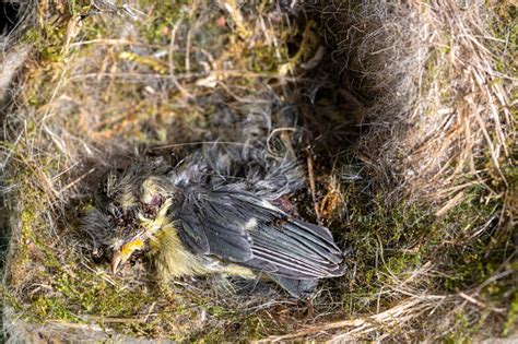 둥지를 만드는 데 사용되는 복잡한 재료 죽은 둥지를 찾기 위해 파란색 가슴 둥지 상자를 청소할 때 0명에 대한 스톡 사진 및