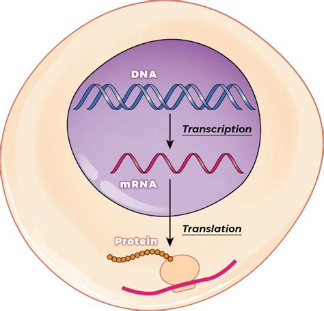 Analyzing Tumor Rna May Help Match Patients With Most Effective Cancer Treatments Rna Seq Blog