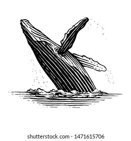 Humpback Whale Breaching Drawing