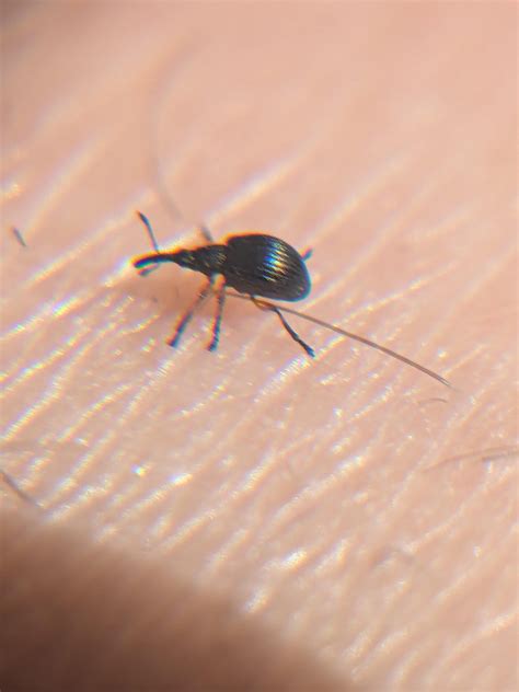 Tiny Tiny Weevil R Weeviltime