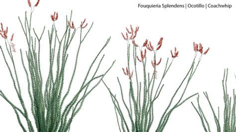 Ocotillo Drawing