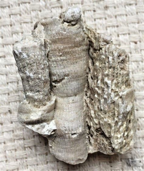 Coral Fossil Lithostrotionella 4 1  Members Gallery The Fossil Forum