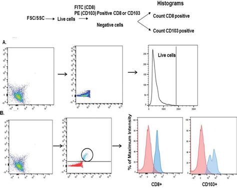 Flow Cytometry Gating Strategy For Dual Staining Cd8 And Cd103 On T