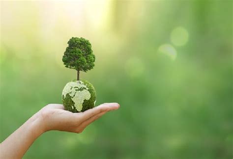 Conservación Del Medio Ambiente Definición E Importancia