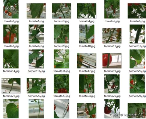 Ai助力农作物自动采摘，基于yolov5全系列【nsmlx】参数模型开发构建作物生产场景下番茄采摘检测计数分析系统yolov5目标