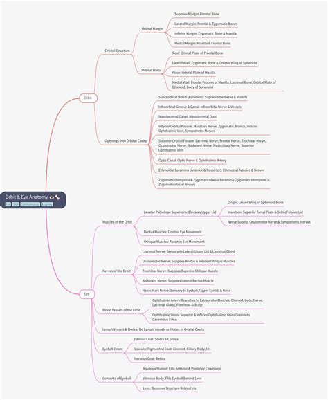 Orbit And Eye Anatomy Explained