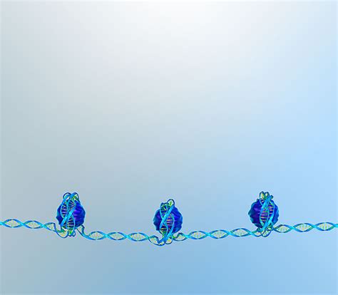 How Do Histone Modifications Regulate Gene Expression Enzo