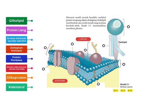 Detail Gambar Struktur Membran Sel Koleksi Nomer