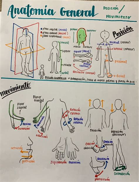 Planos Y Ejes Del Cuerpo Humano