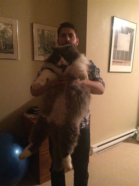 That Is One Huge Cat Barnorama