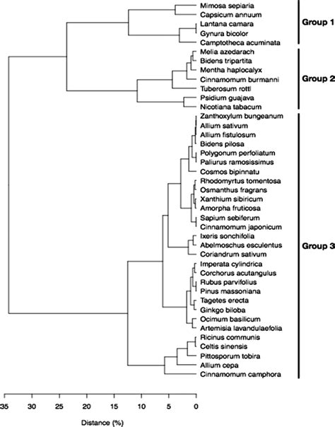Dendrogram Showing Grouping Of 41 Aromatic Plant Species Based On Their Download Scientific