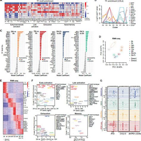 tate specific transcription factor motif enrichment of mswi snf complex