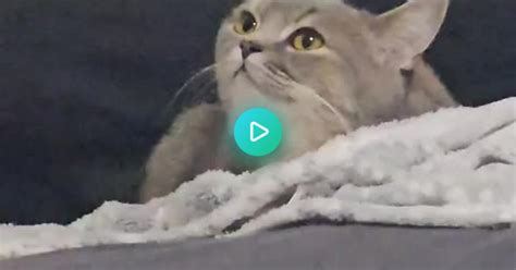 Catnip 2 Album On Imgur