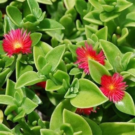 Succulent Ice Plant Flower