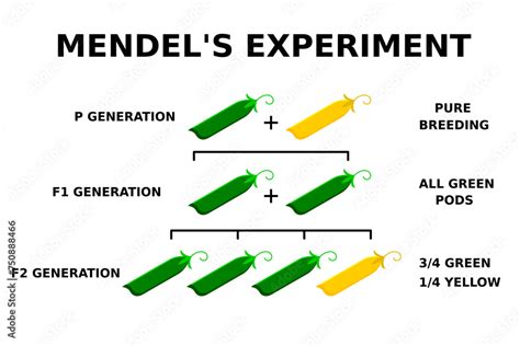 mendel s experiment with peas genetics basics the law of dominance