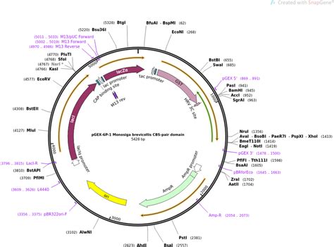 Addgene Pgex 6p 1 Monosiga Brevicollis Cbs Pair Domain