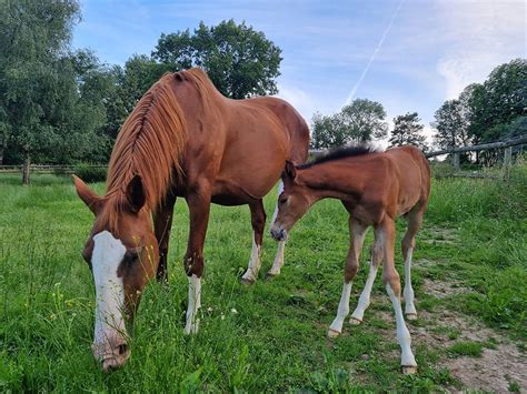 Lily Alpha Equus Alpha