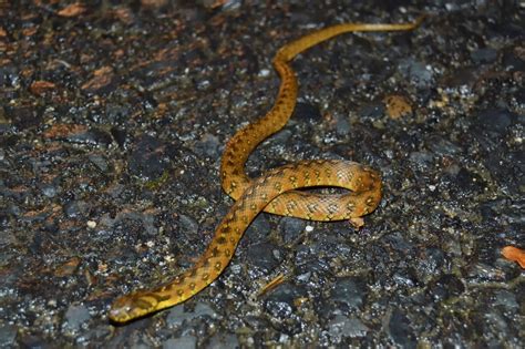 Amantes De La Ornitología Anfibios Y Reptiles En El Norte De Cáceres