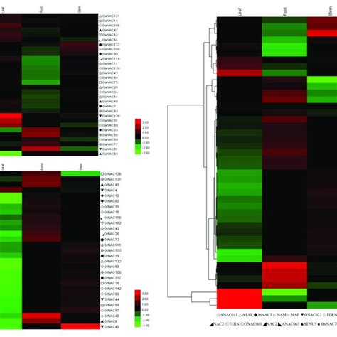 Heat Map Representation And Hierarchical Clustering Of GaNACs