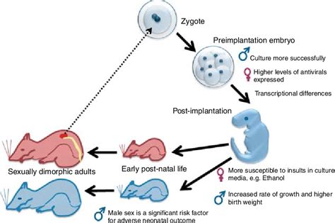 Figure 1 From Sex Differences In Developmental Programming Models