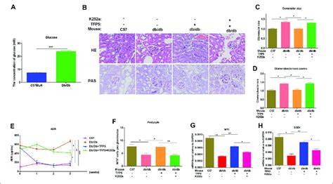tfp5 treatment alleviated renal function in db db mouse with diabetic