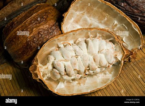 Cocoa Beans Husks With Chocolate Beans Inside Theobroma Fruit Stock Photo Alamy