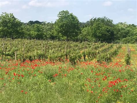 გოცირიძის მეღვინეობა დარგის გამოწვევა საბაზრო ეკონომიკის პრინციპების ცოდნის ნაკლებობაა Travel