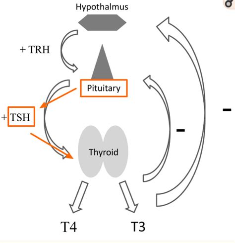 What Your Low Tsh Means With Thyroid Medication Without Artofit