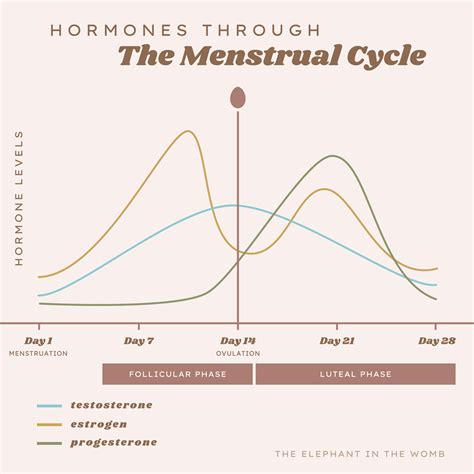 Menstrual Cycle Hormones