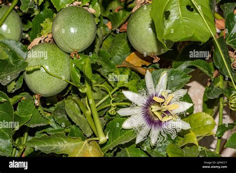 Close Up Passiflora Passion Flower Passiflora Caerulea Leaf In Tropical Garden Beautiful