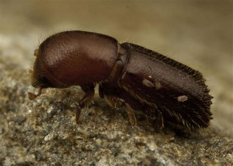 About Xyleborus Celsus Maryland Biodiversity Project