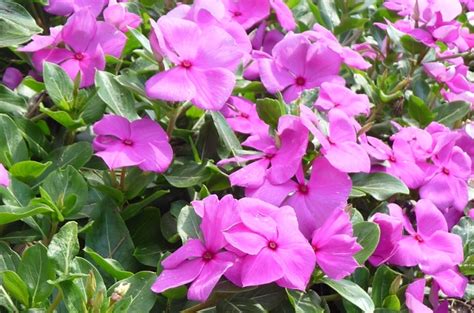 Catharanthus Roseus Cora Cascade Lilac Annual Vinca Periwinkle