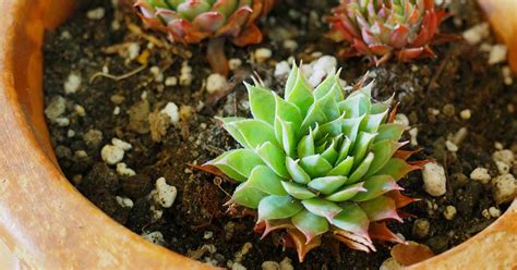 How To Make Your Own Potting Soil For Succulents