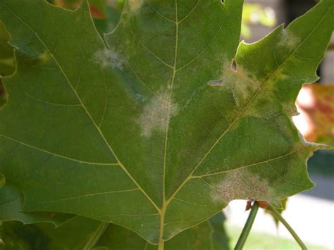 Sycamore Diseases