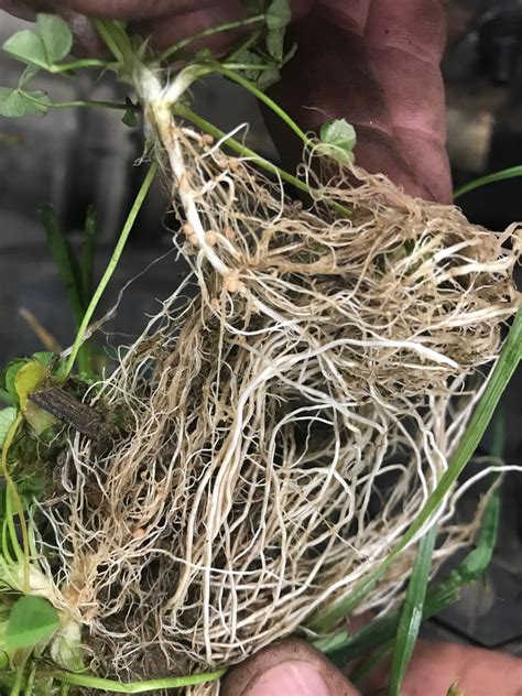 Whats So Special About Cover Crops Plant Cover Crops