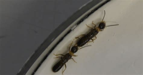 A Female Male Tandem Run In Japanese Termites Okinawa Institute Of
