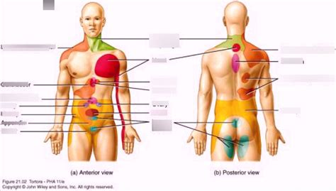 Organ Pain Referral Patterns David G Simons Academy Dgsa This Is