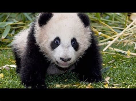 Giant Panda Cubs Cute Giant Panda Cub Xiao Qi Ji Celebrates First